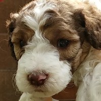 AZ Oasis Bernedoodles – Gorgeous tricolored, merle and sable ...