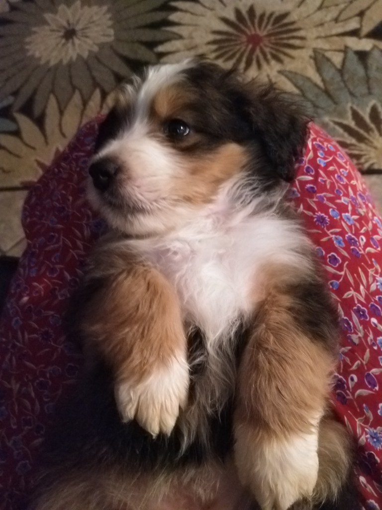 Available bernedoodle puppies – AZ Oasis Bernedoodles