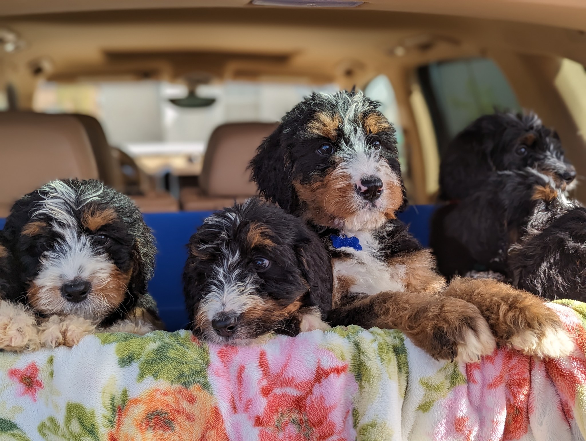 Available bernedoodle puppies – AZ Oasis Bernedoodles