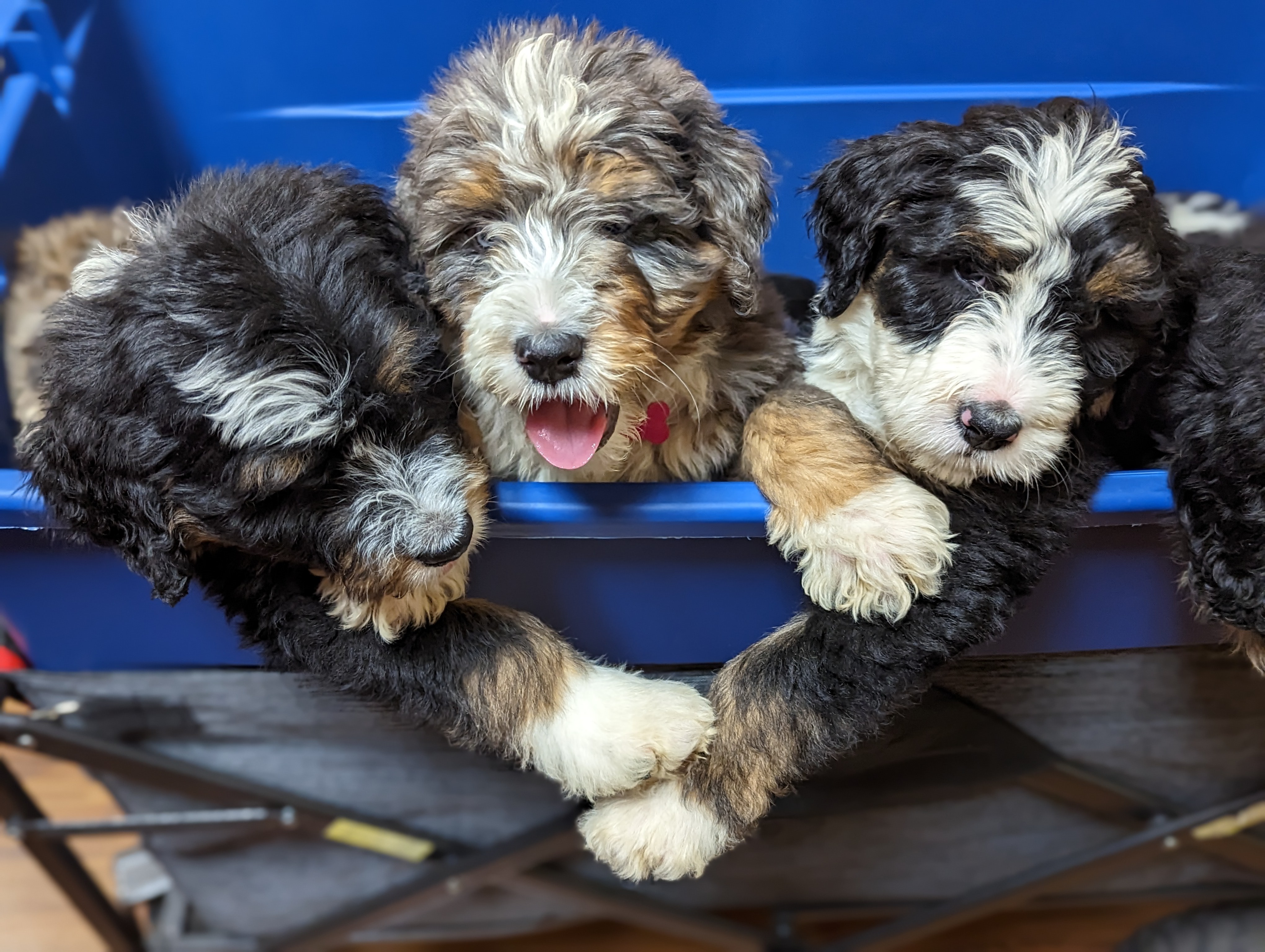AZ Oasis Bernedoodles – Gorgeous tricolored, merle and sable ...