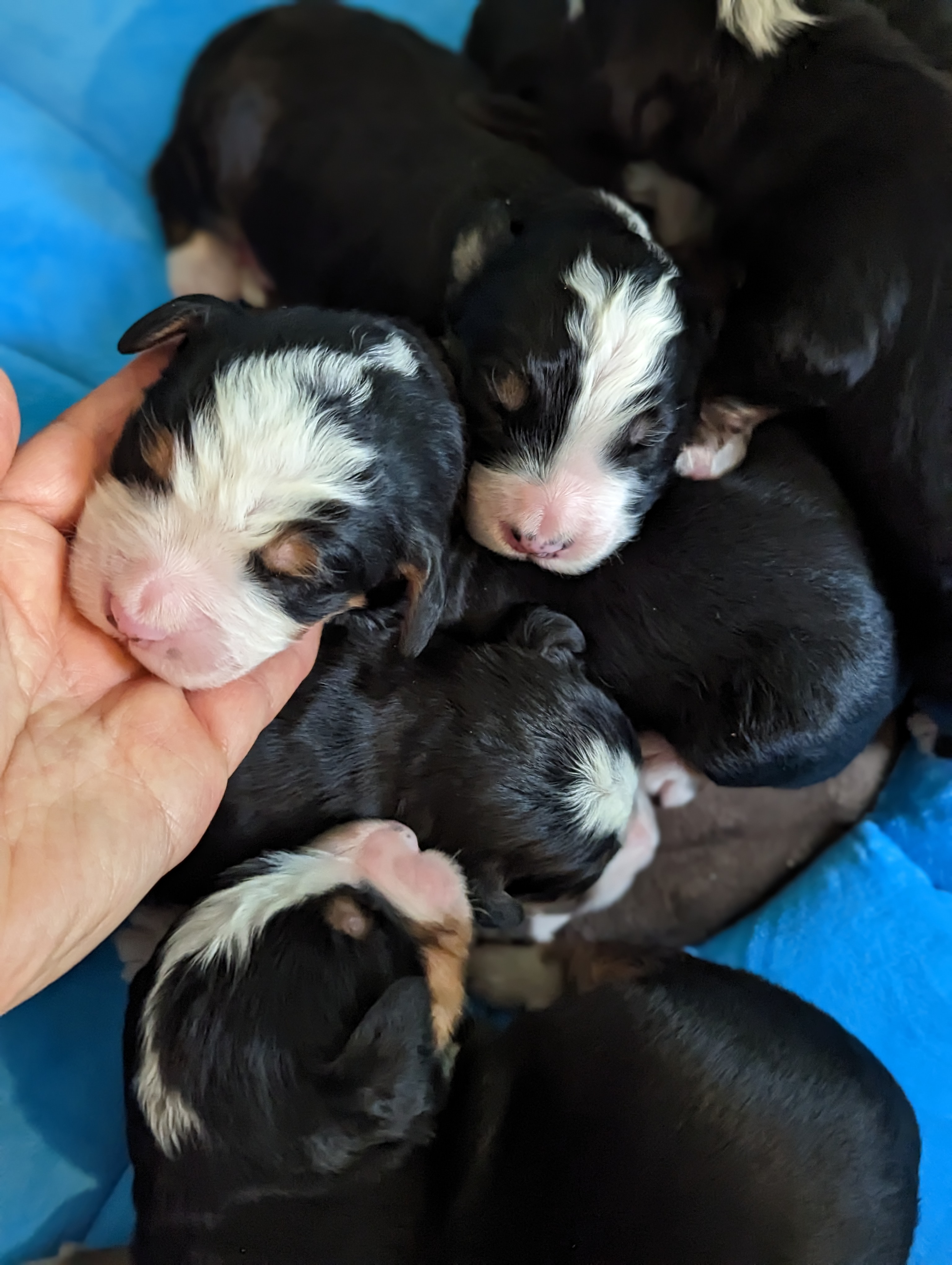 AZ Oasis Bernedoodles – Gorgeous tricolored, merle and sable ...