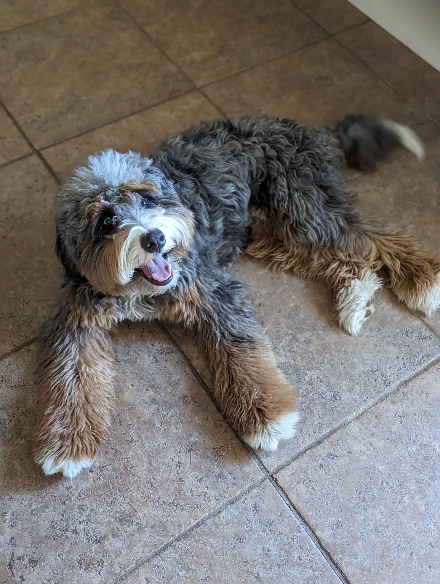 AZ Oasis Bernedoodles – Gorgeous tricolored, merle and sable ...