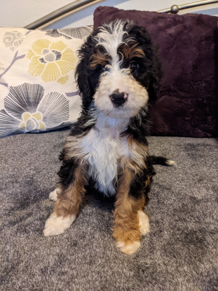 AZ Oasis Bernedoodles – Gorgeous tricolored, merle and sable ...