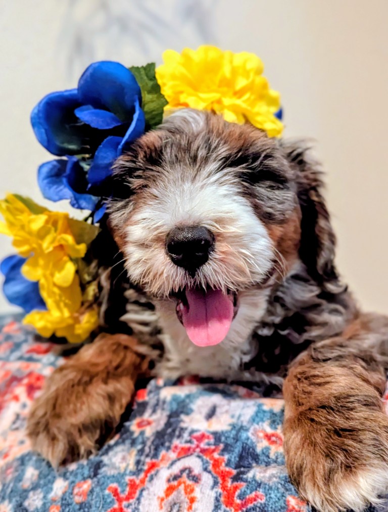 Available bernedoodle puppies – AZ Oasis Bernedoodles